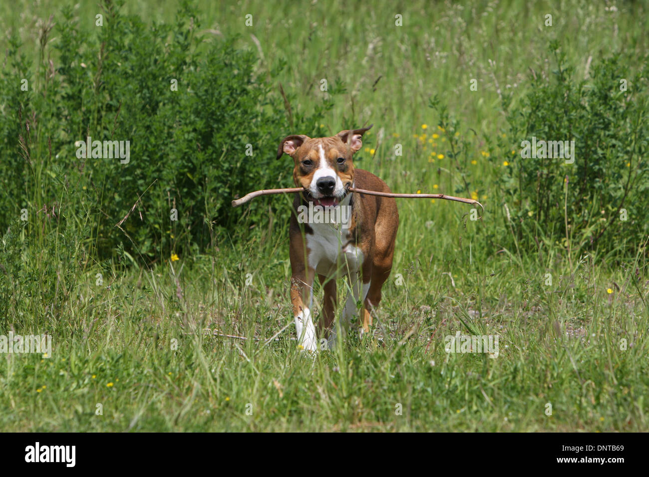 Dog American Staffordshire Terrier / Amstaff / puppy retrieving a stick ...