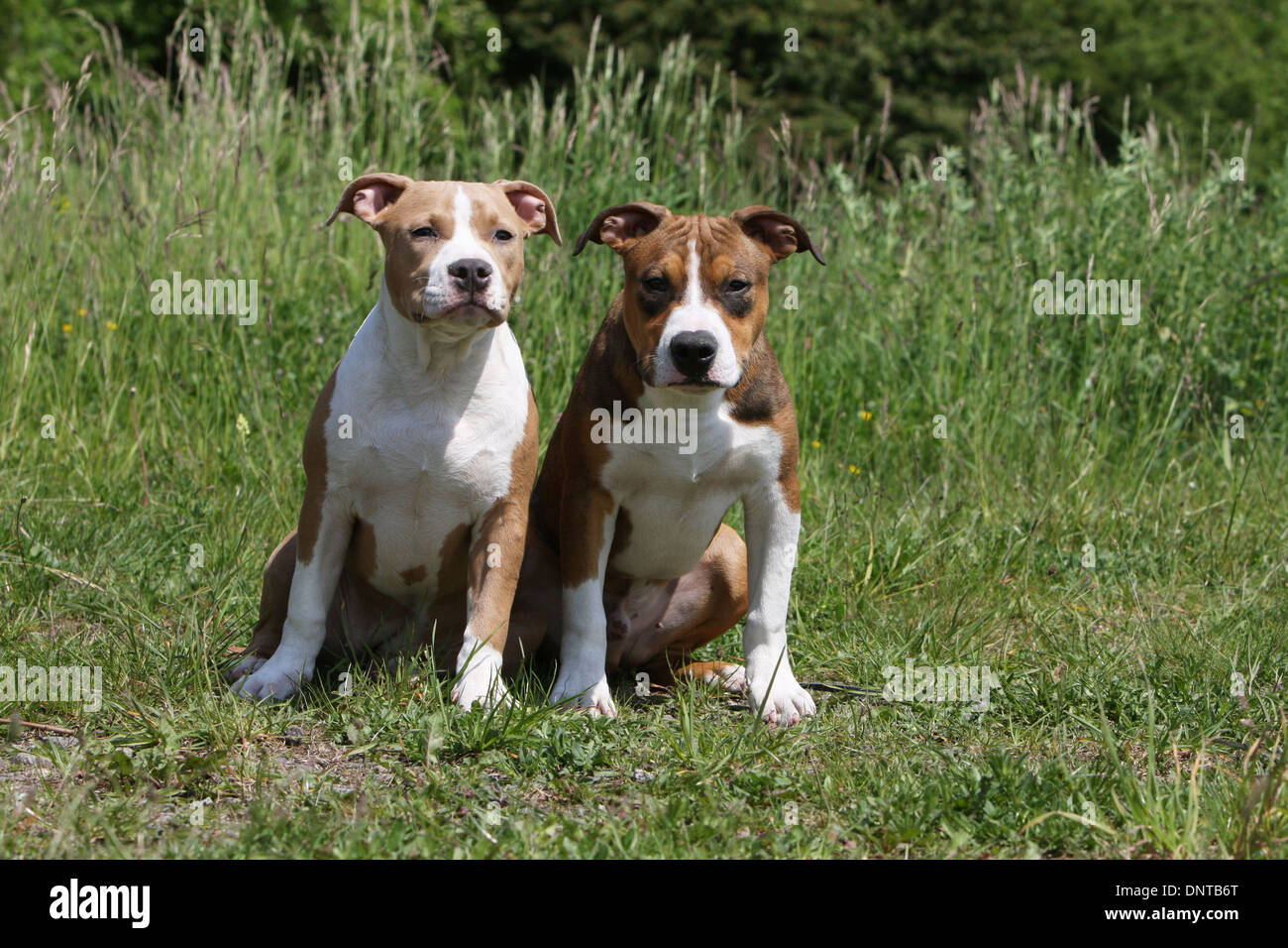 Dog American Staffordshire Terrier / Amstaff / two puppies sitting in a ...