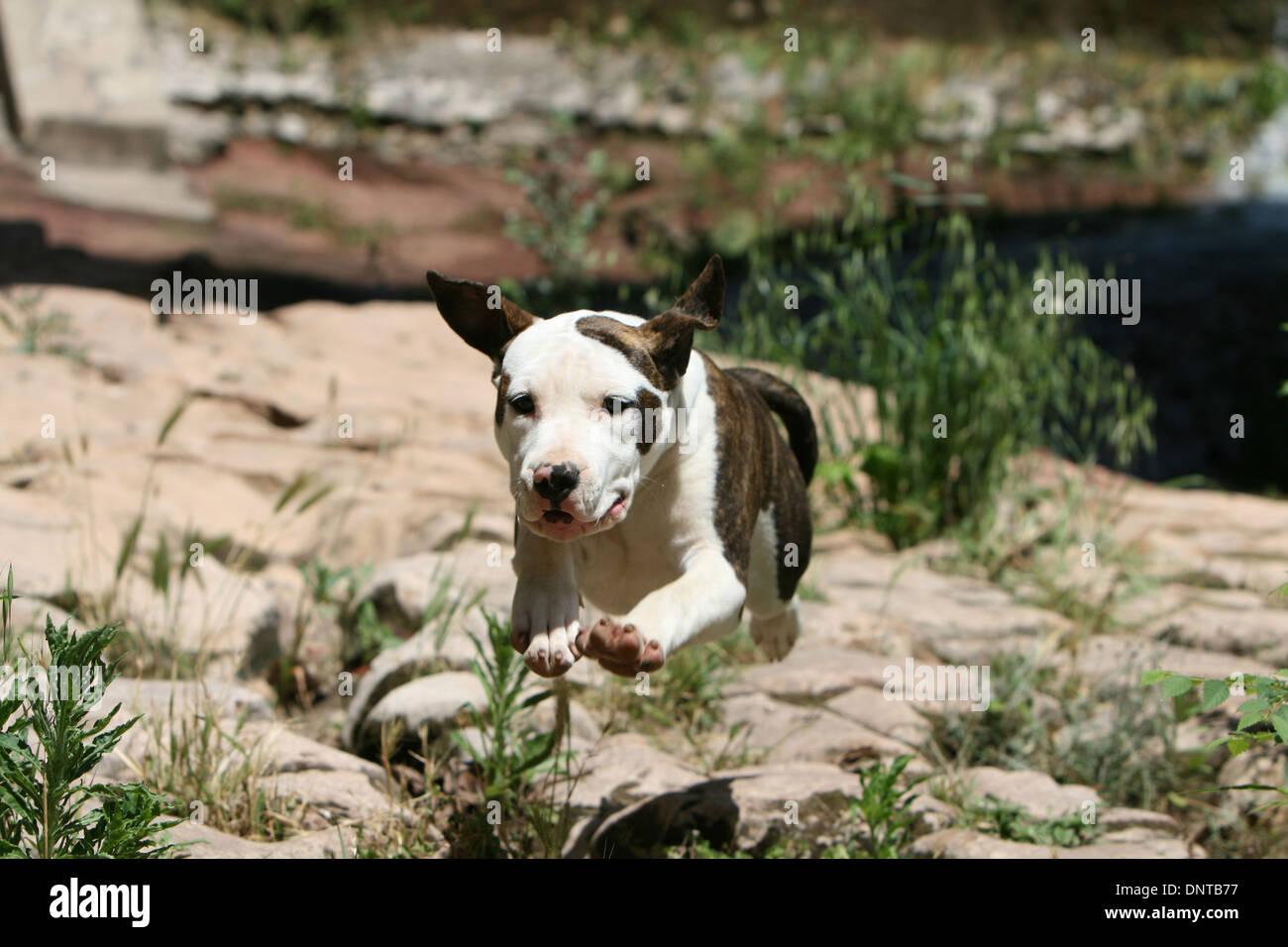 Dog American Staffordshire Terrier / Amstaff / puppy jumping on the ...