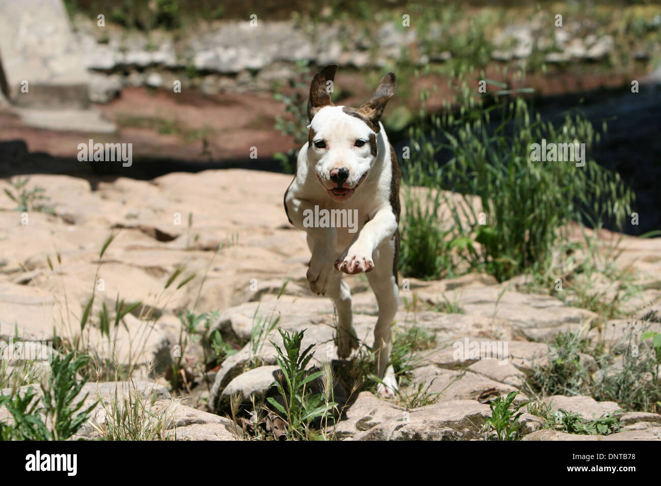 Jumping american staffordshire terrier hi-res stock photography and ...
