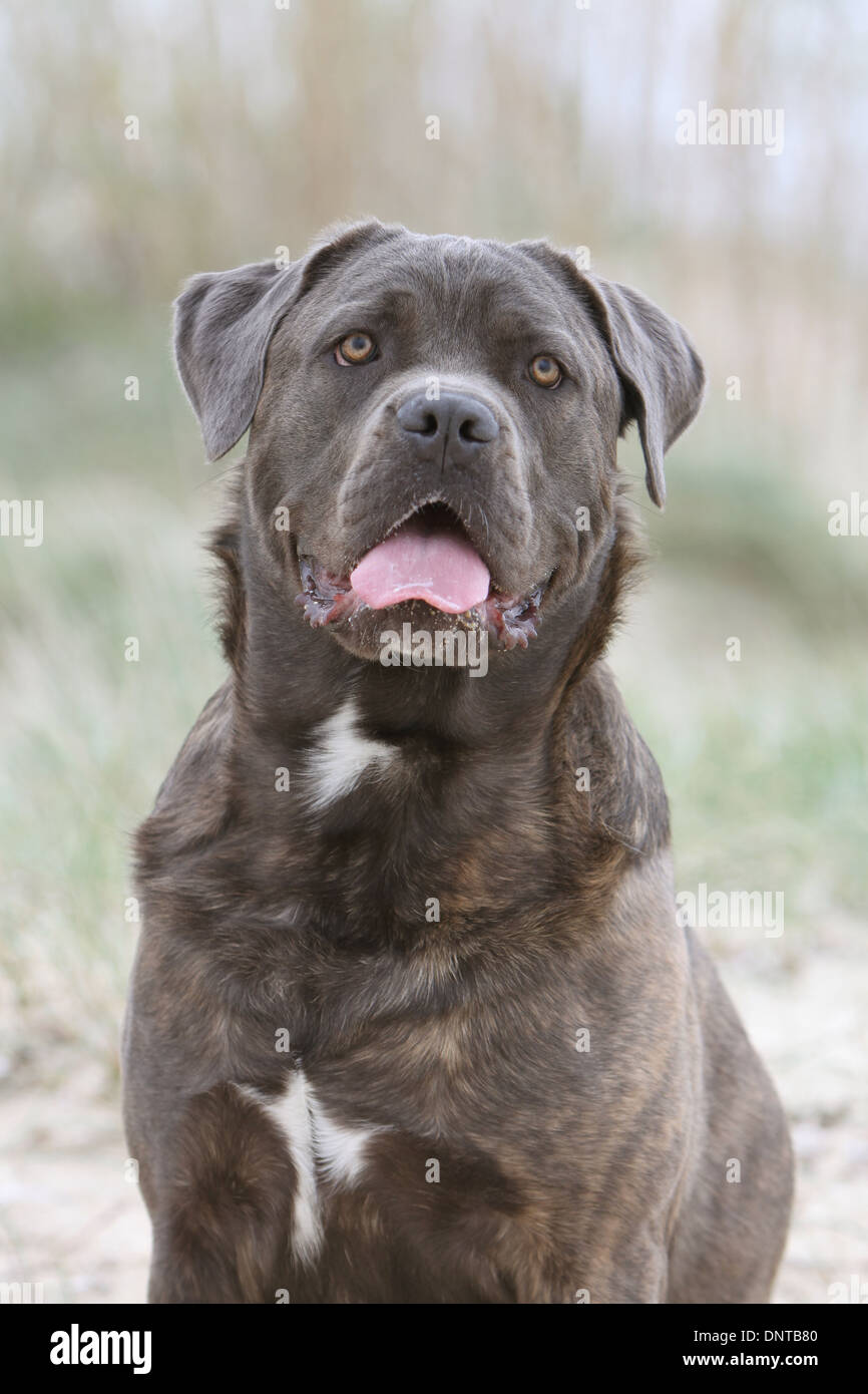 Dog Cane Corso / Italian Mastiff / adult portrait Stock Photo - Alamy