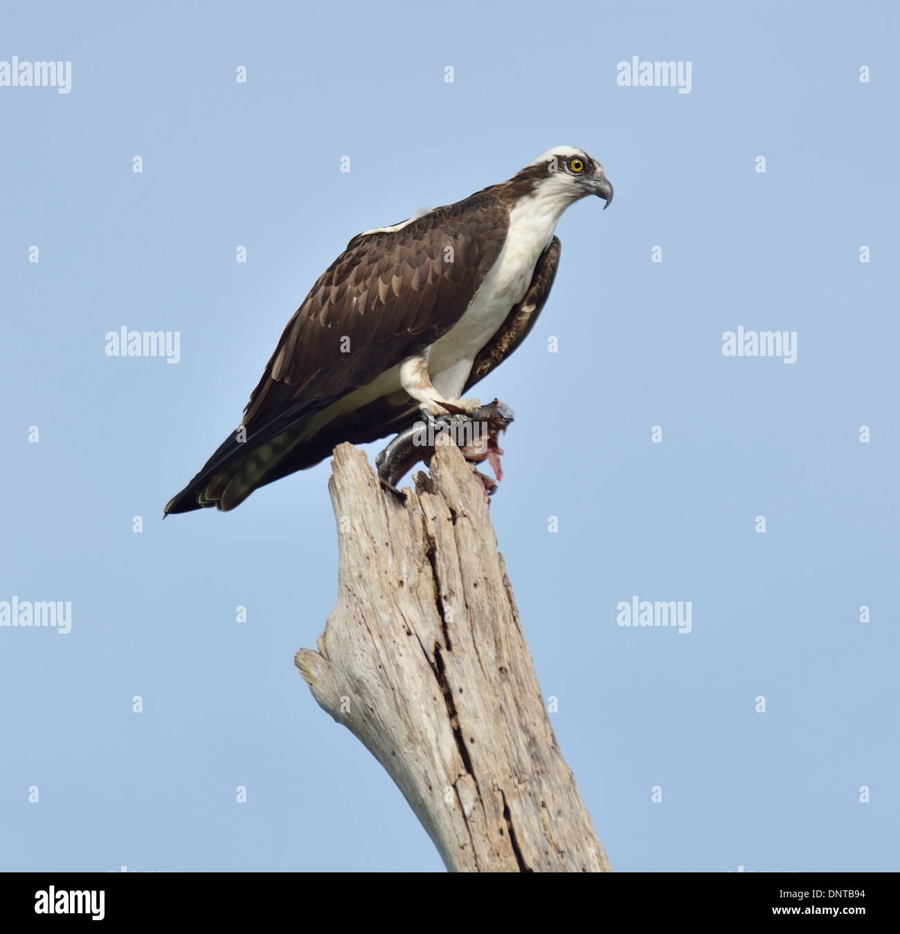 Fish eating hawk hi-res stock photography and images - Alamy