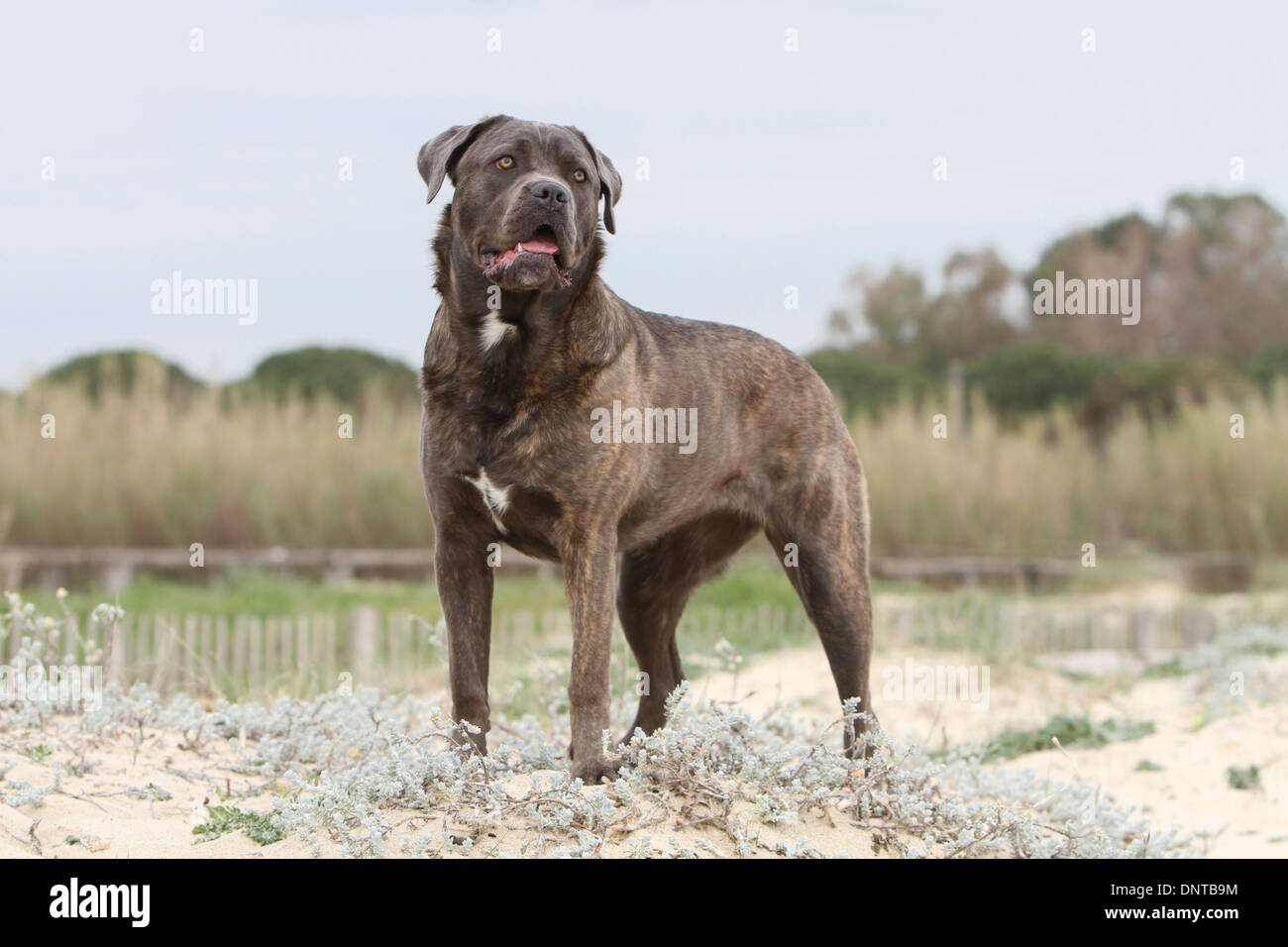 Italian Mastiffs High Resolution Stock Photography and Images - Alamy