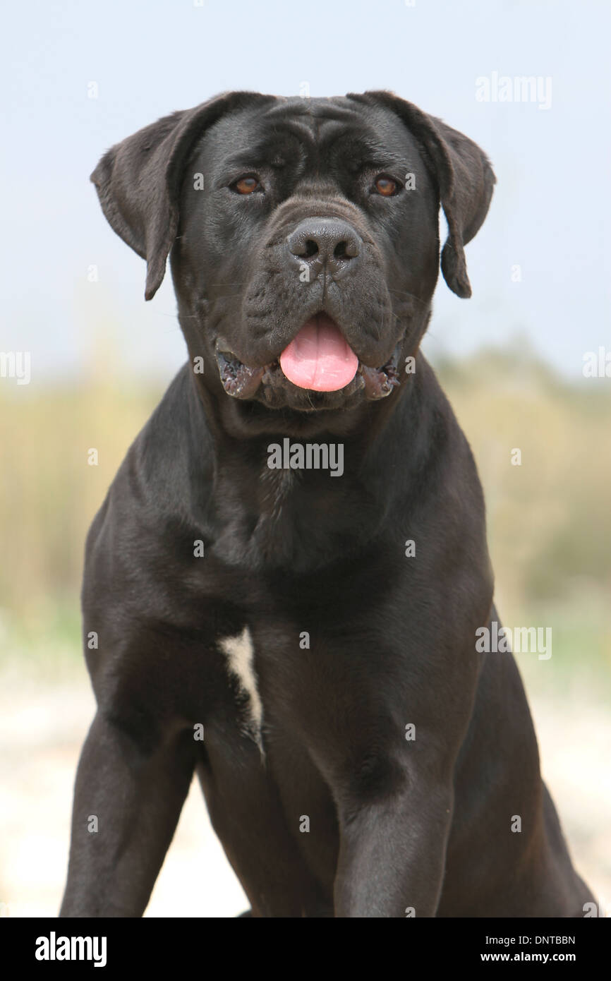 Dog Cane Corso / Italian Mastiff / adult portrait Stock Photo - Alamy