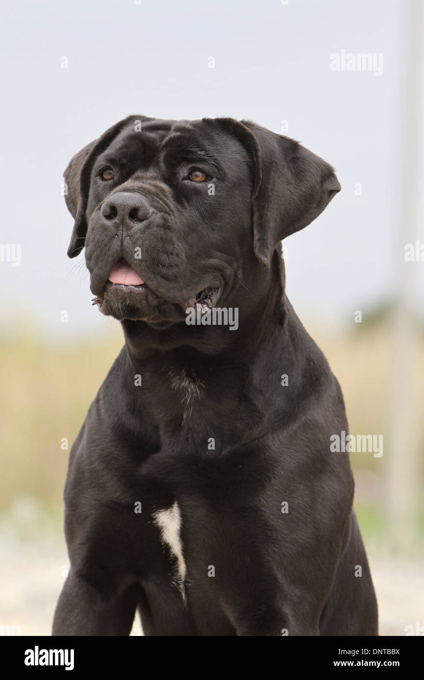 Dog Cane Corso / Italian Mastiff / adult portrait Stock Photo - Alamy