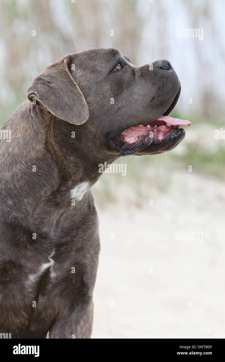 Dog Cane Corso / Italian Mastiff / adult portrait Stock Photo - Alamy