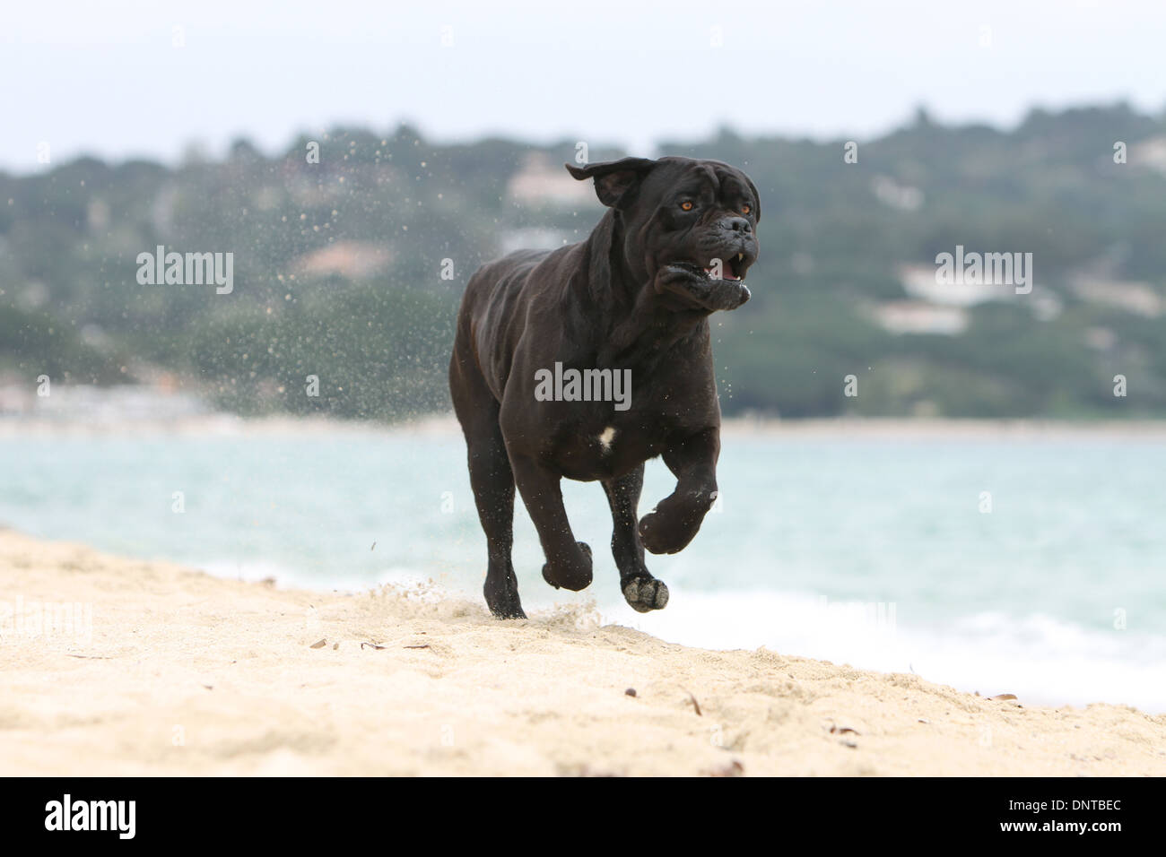 Dog Cane Corso / Italian Mastiff / adult running on the beach Stock ...
