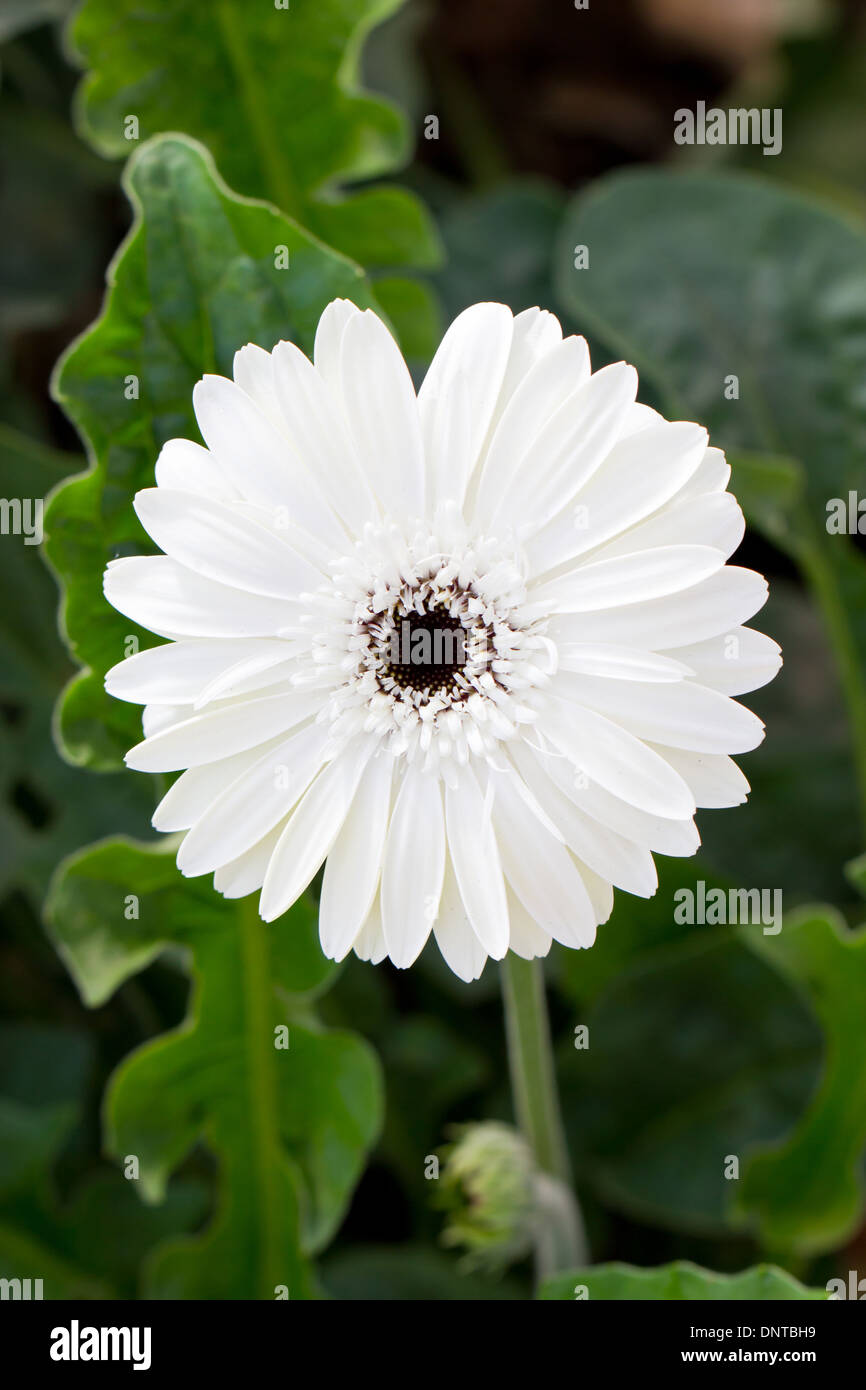 White gerbera flower Stock Photo - Alamy