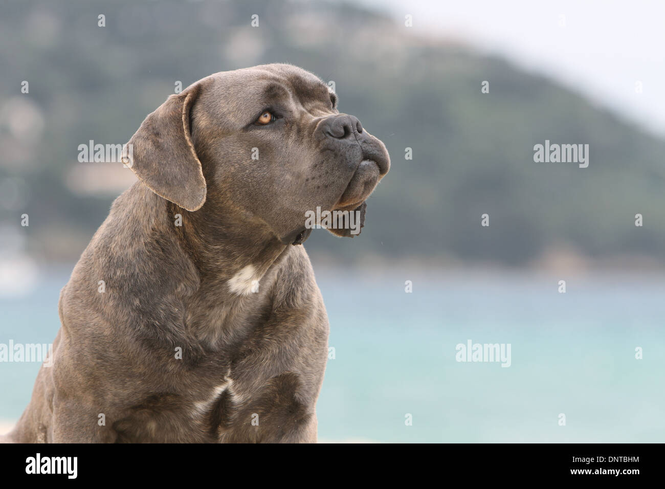 Dog Cane Corso / Italian Mastiff / adult portrait Stock Photo - Alamy