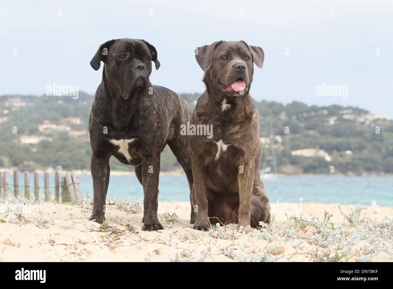 Cane Corso Vs Pitbull