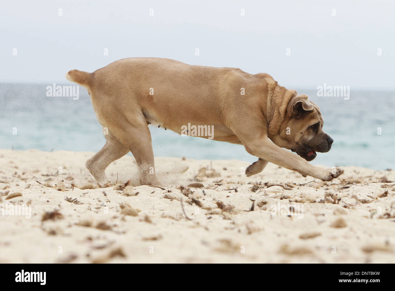 Dog Cane Corso / Italian Mastiff / adult running on the beach Stock ...