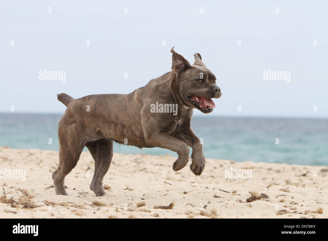 Dog Cane Corso / Italian Mastiff / adult running on the beach Stock ...