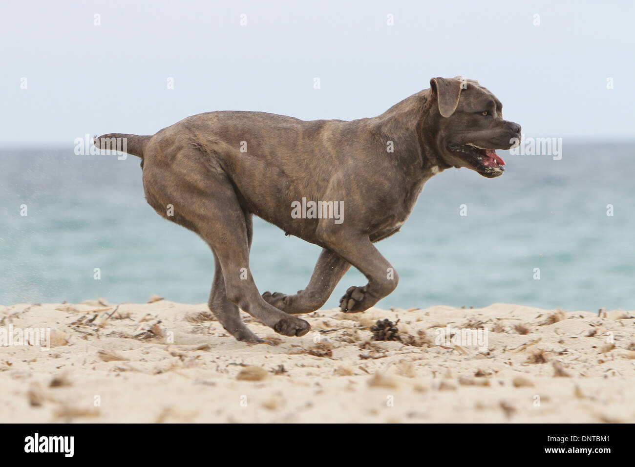 Dog Cane Corso / Italian Mastiff / adult running on the beach Stock ...