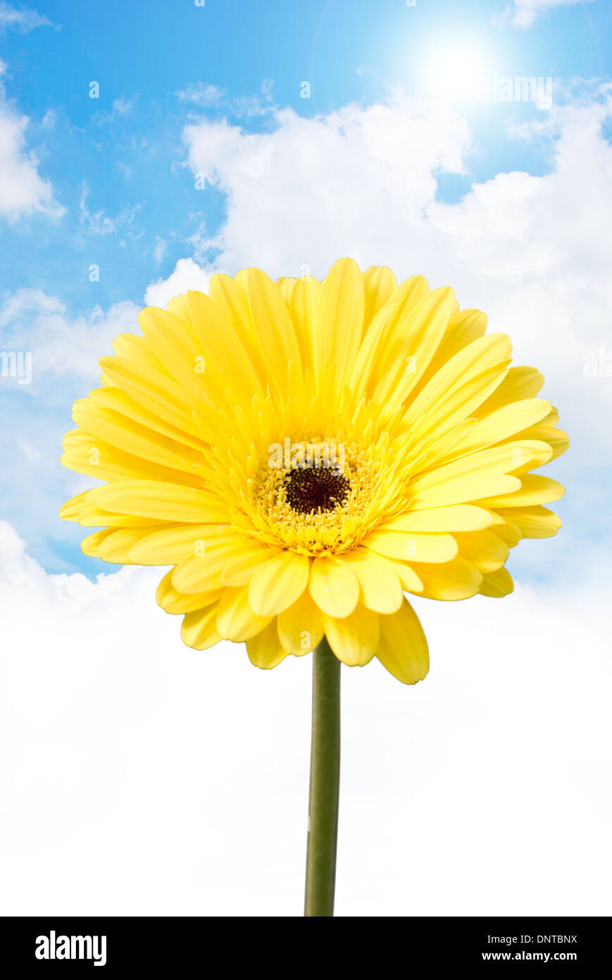 Yellow gerbera flower (Brilliance Stock Photo - Alamy