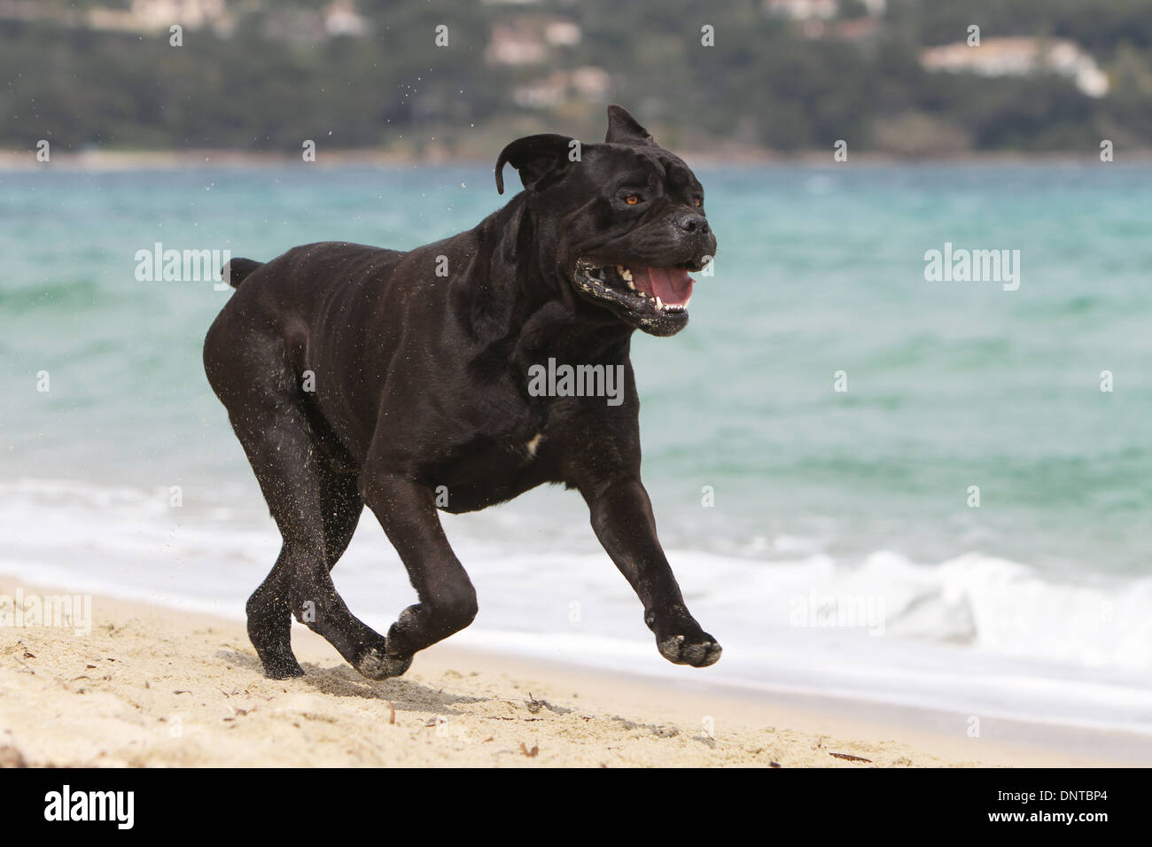 Dog Cane Corso / Italian Mastiff / adult running on the beach Stock ...