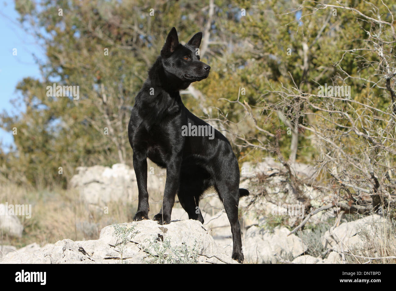 Dog Australian Kelpie / adult standing on a rock Stock Photo - Alamy