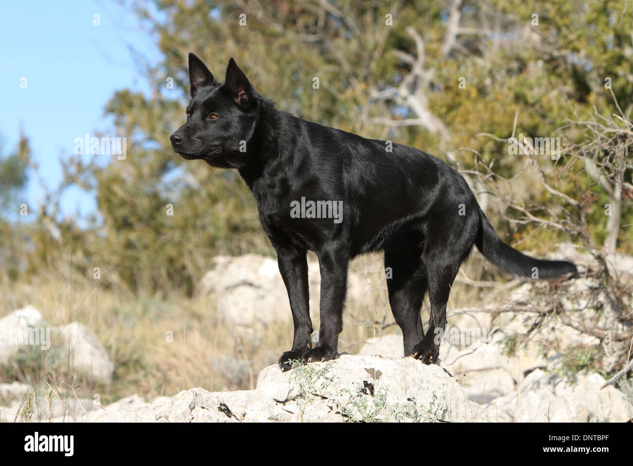 Australian kelpies hi-res stock photography and images - Alamy