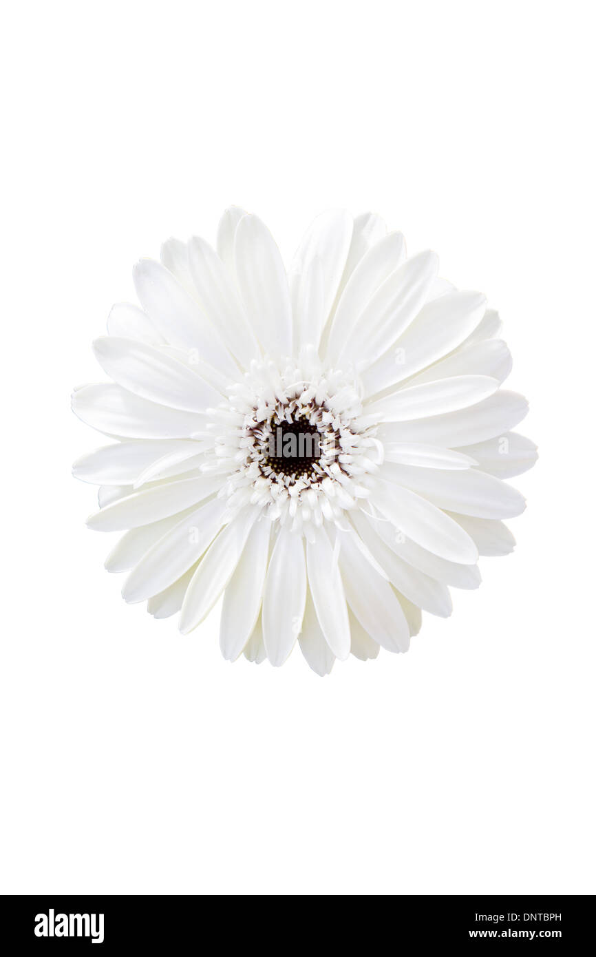 White gerbera flower Stock Photo - Alamy