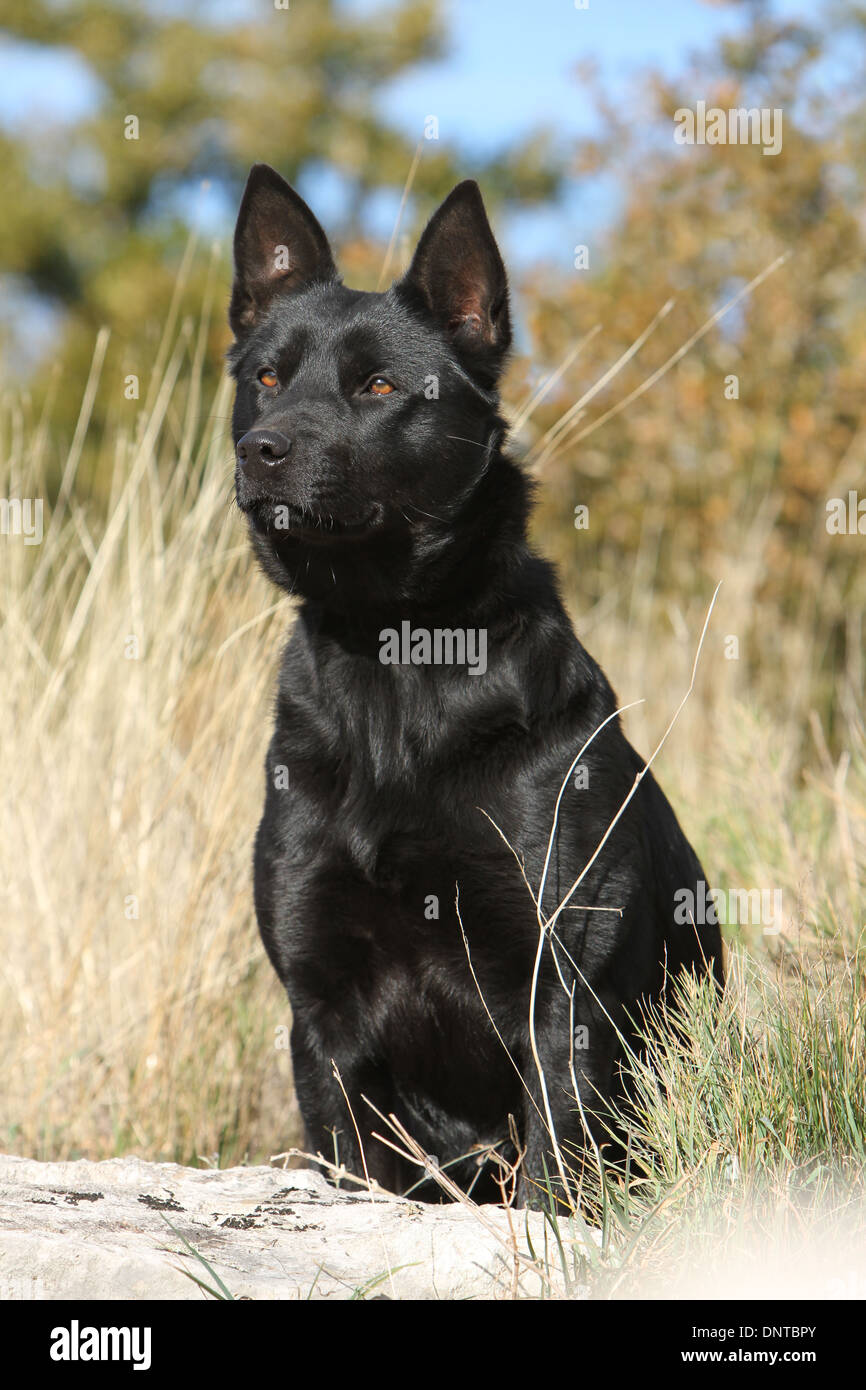 Dog Australian Kelpie / adult sitting in a meadow Stock Photo - Alamy
