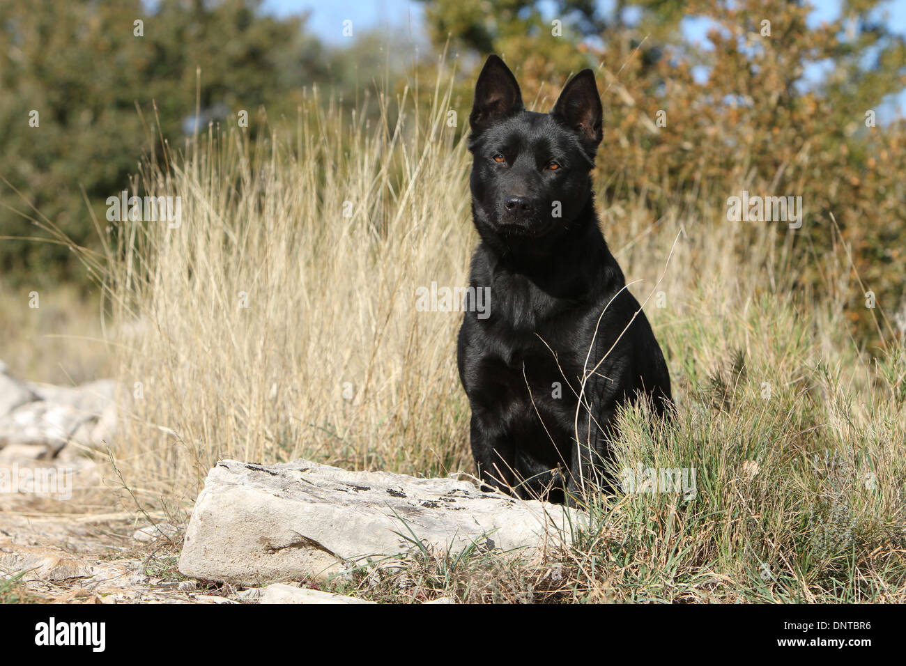 Dog Australian Kelpie / adult sitting in a meadow Stock Photo - Alamy