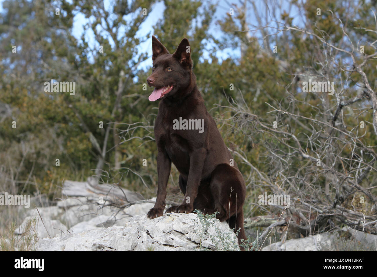 Australian kelpie sitting hi-res stock photography and images - Alamy