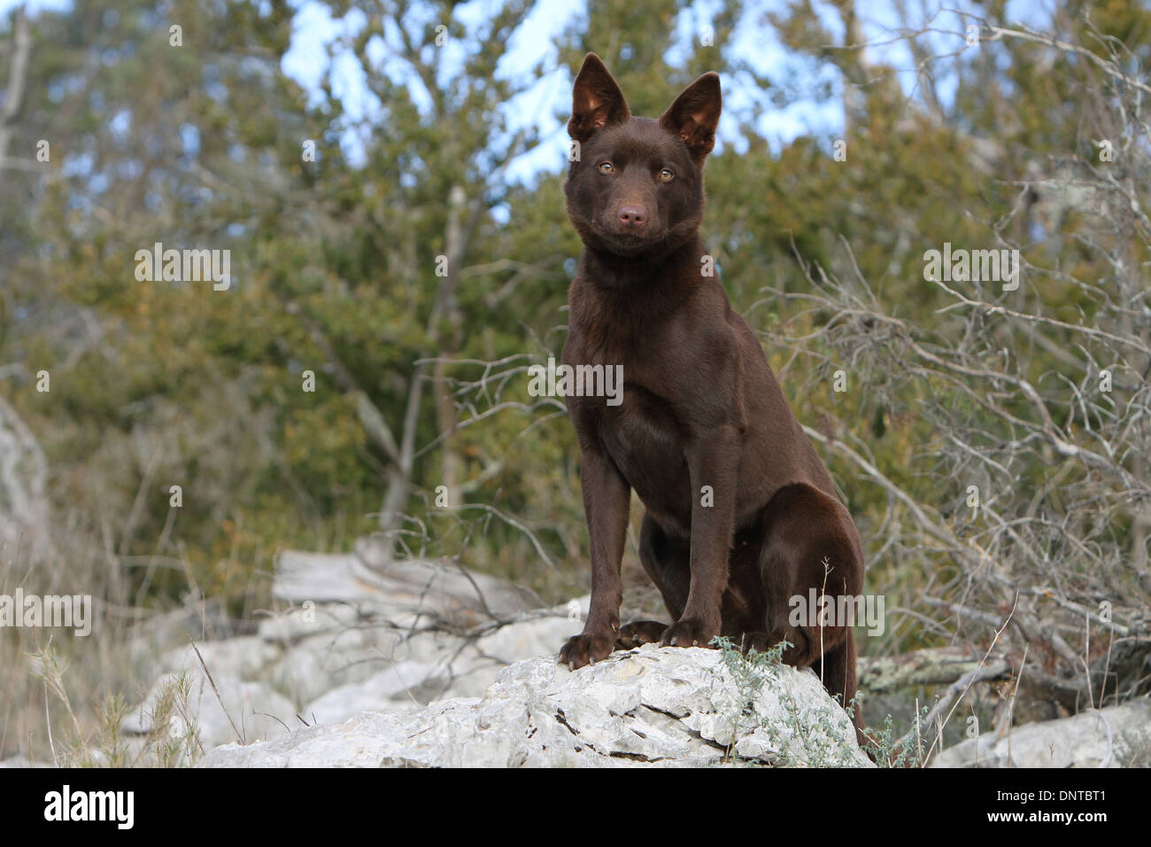 Dog Australian Kelpie / adult sitting on a rock Stock Photo - Alamy