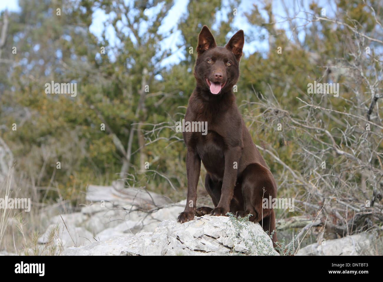Dog Australian Kelpie / adult sitting on a rock Stock Photo - Alamy