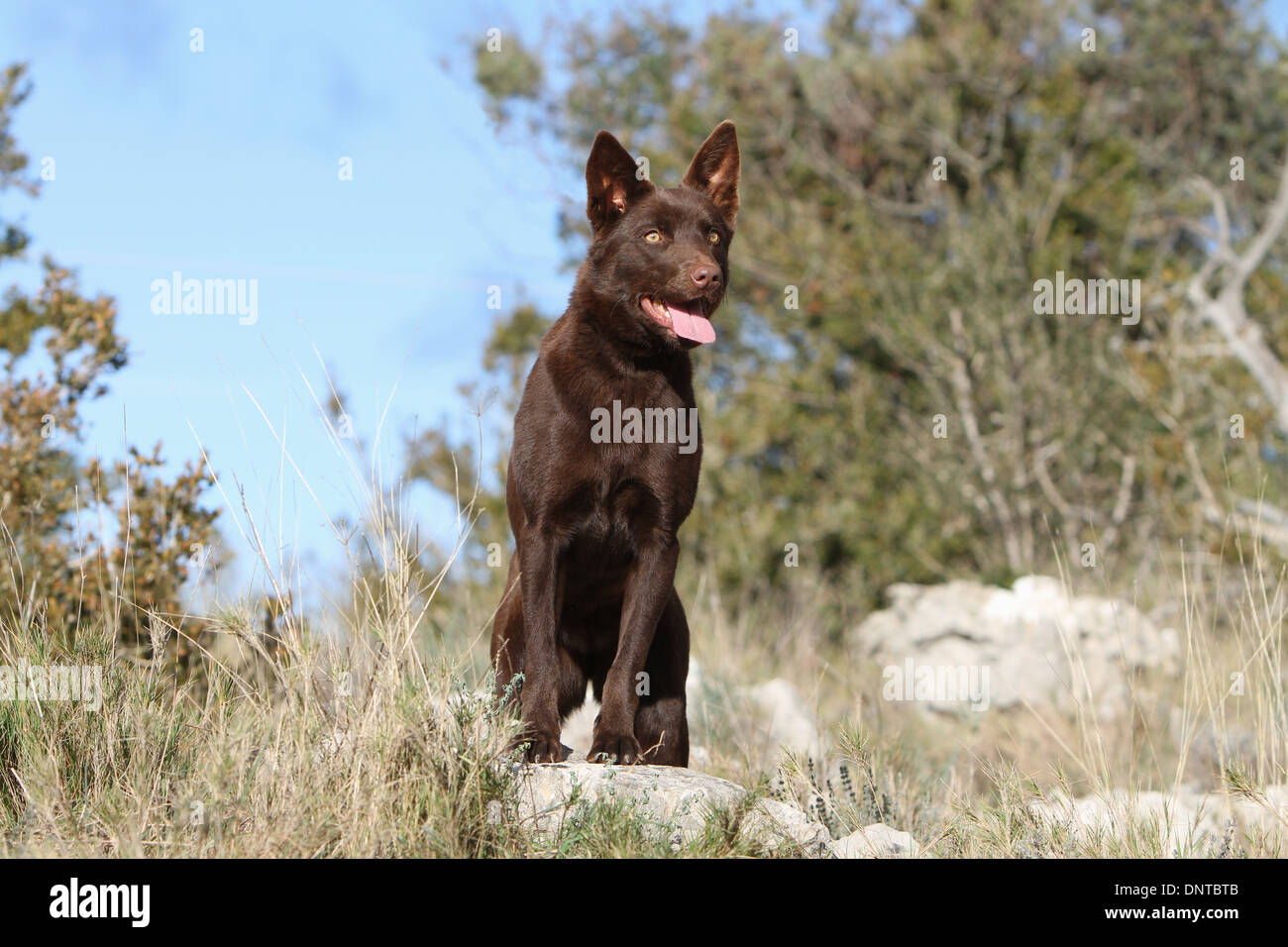 Dog Australian Kelpie / adult sitting on a rock Stock Photo - Alamy
