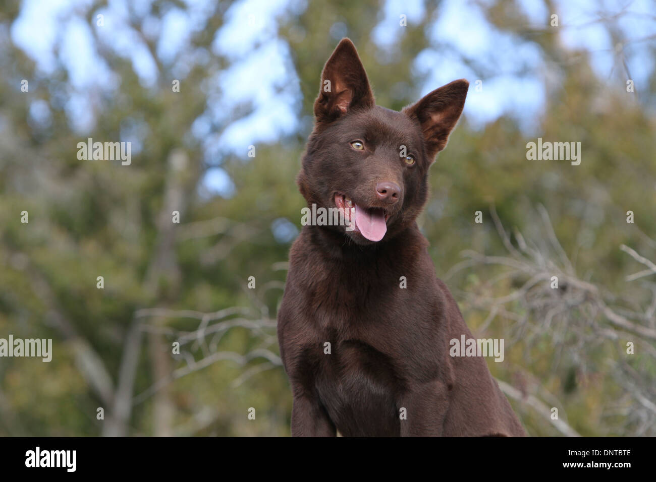 Kelpie australian sheepdog hi-res stock photography and images - Alamy