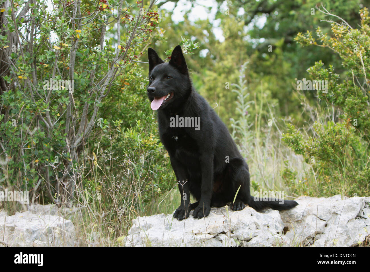 Australian kelpie sitting hi-res stock photography and images - Alamy