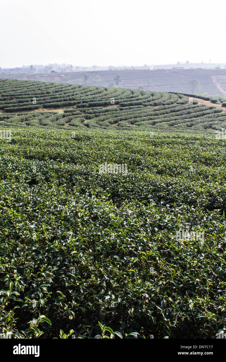 Black tea field hi-res stock photography and images - Alamy