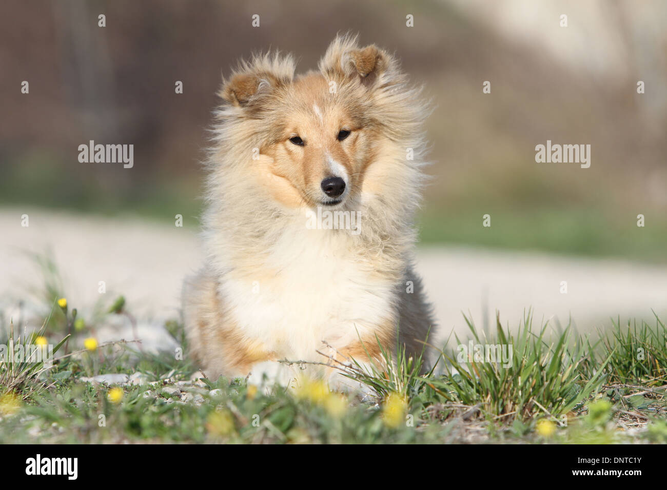 Dog Shetland Sheepdog / Sheltie / adult lying in a meadow Stock Photo ...