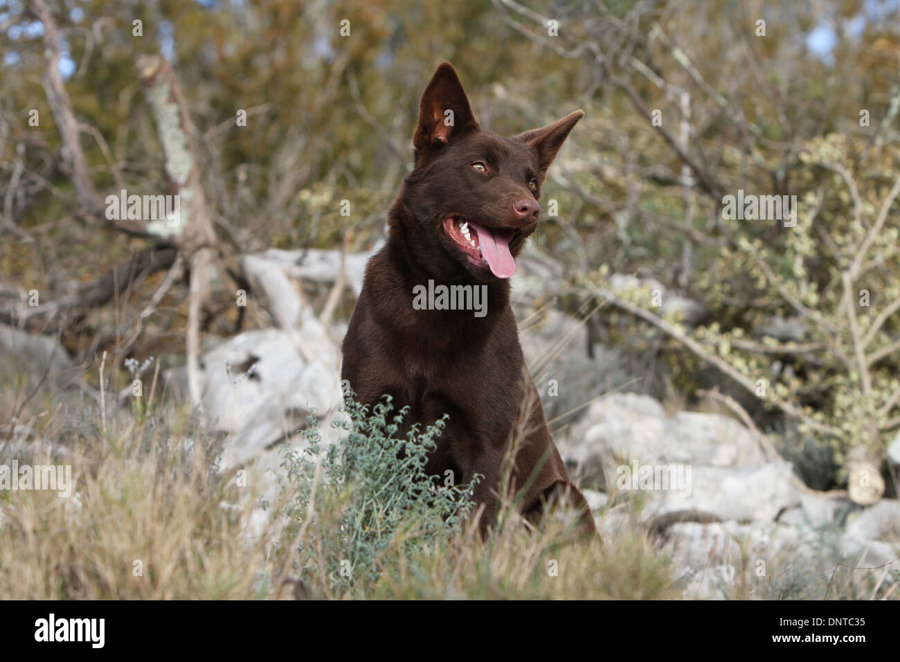 Australian kelpies hi-res stock photography and images - Alamy