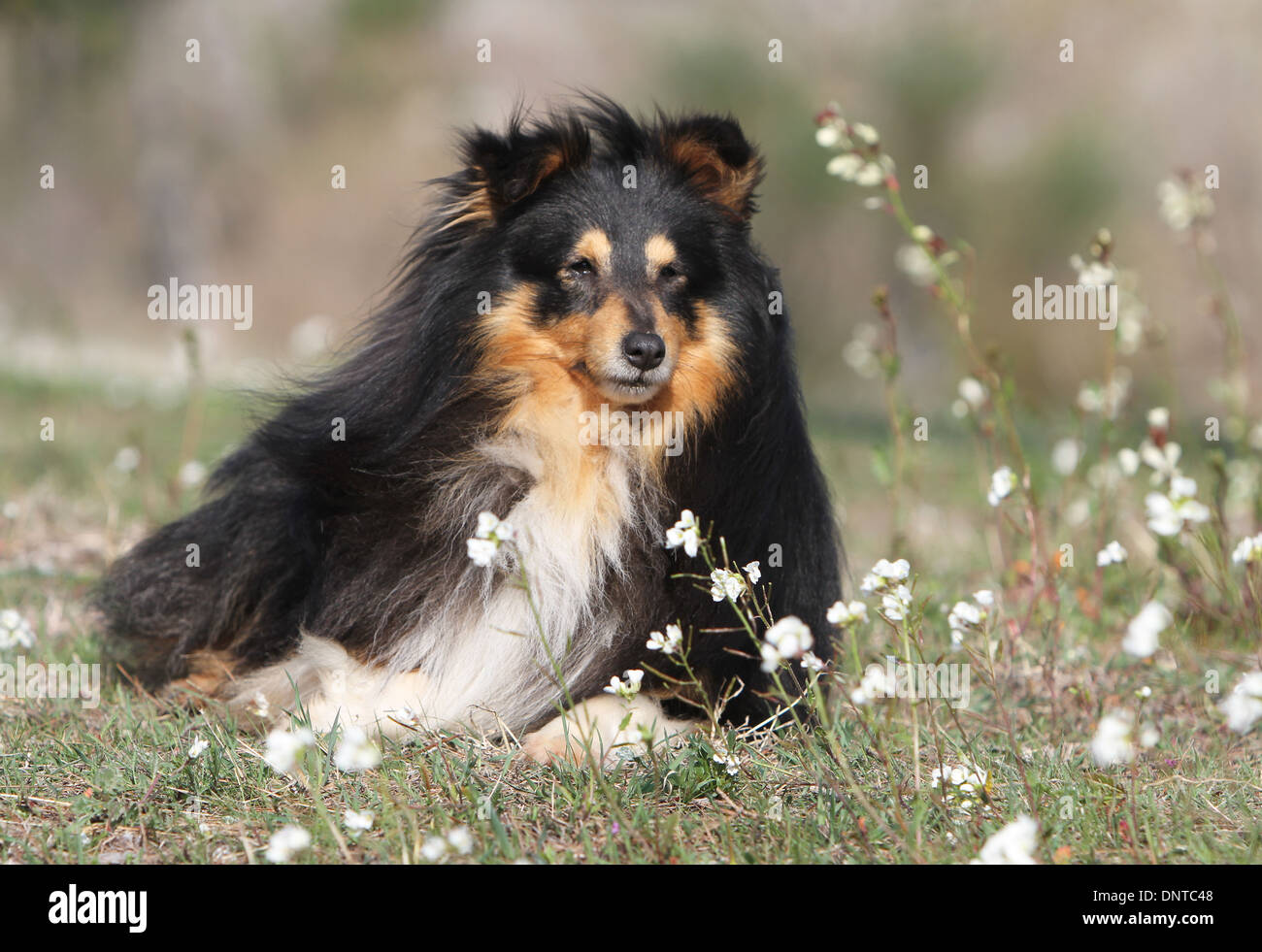 Dog Shetland Sheepdog / Sheltie / adult lying in a meadow Stock Photo ...