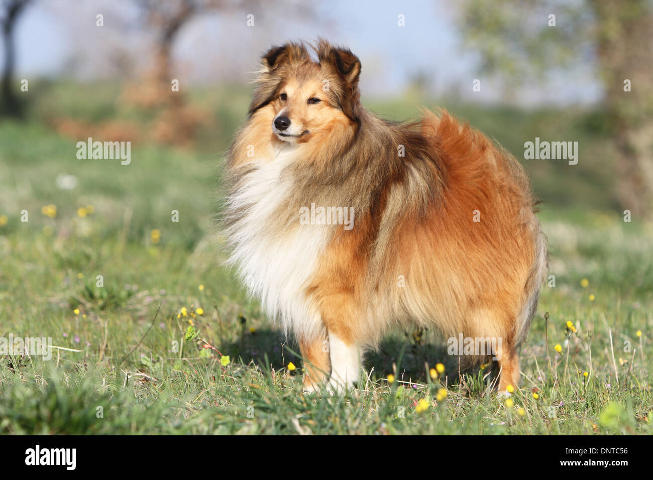 Dog Shetland Sheepdog / Sheltie / adult standing in a meadow Stock ...