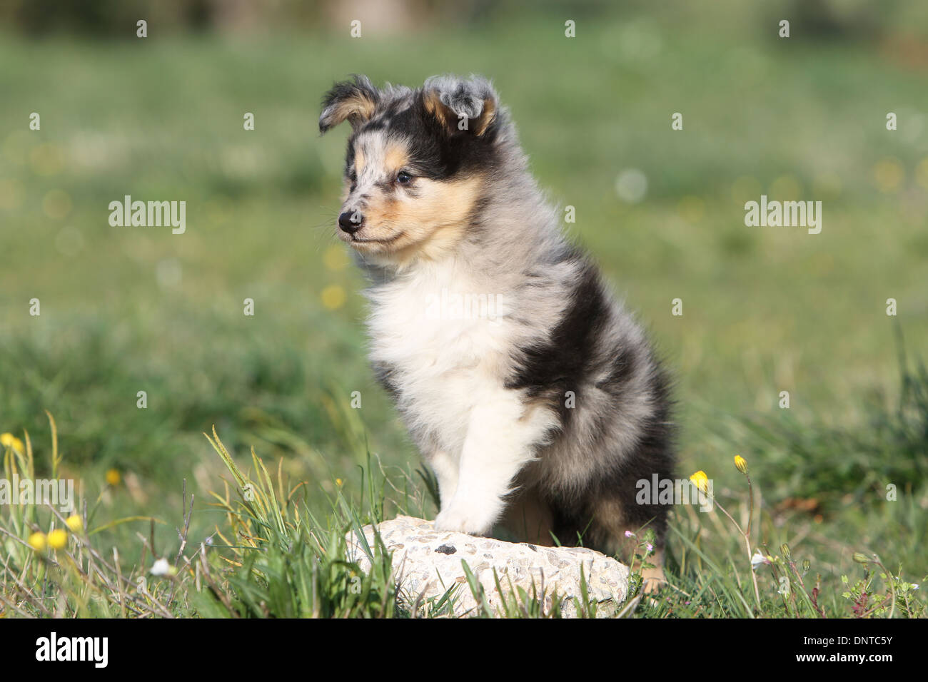Dog Shetland Sheepdog / Sheltie / puppy (tricolor) sitting in a meadow ...