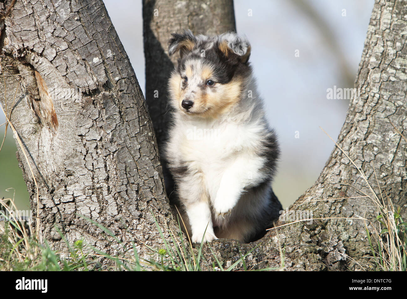 Dog Shetland Sheepdog / Sheltie / puppy (blue merle) sitting in a tree ...