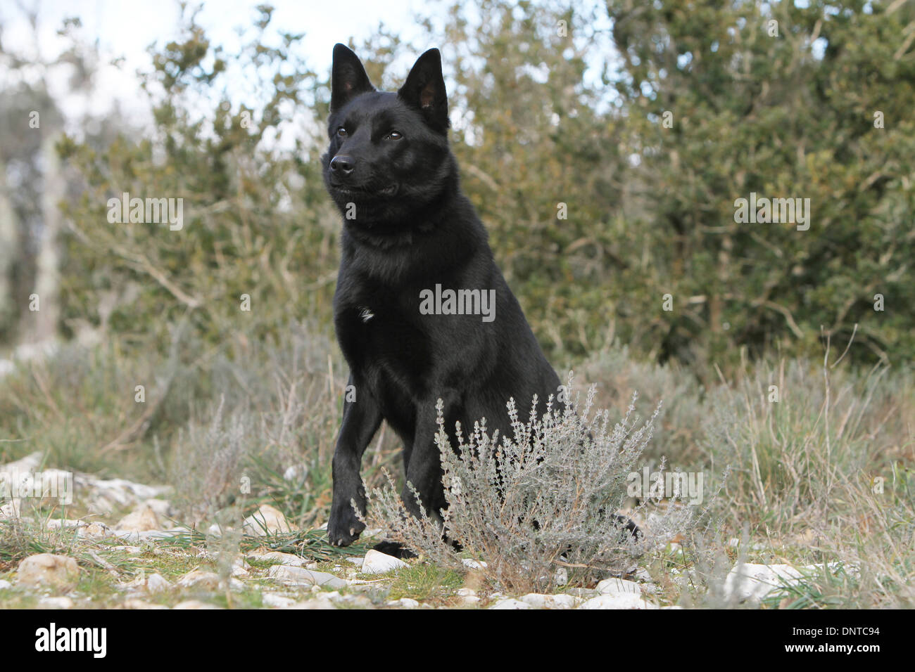 Australian kelpie sitting hi-res stock photography and images - Alamy