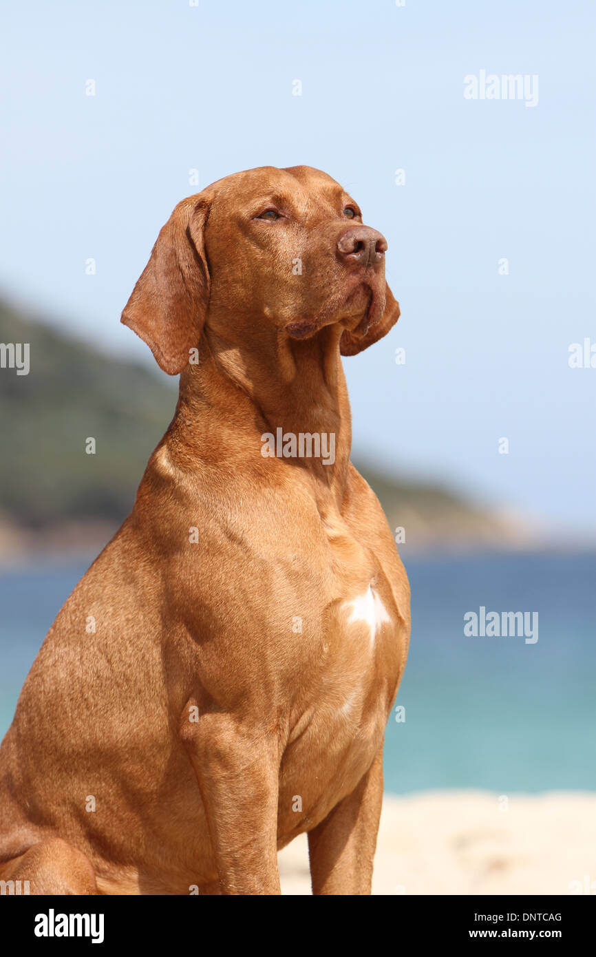 dog Magyar Vizsla / Hungarian Pointer shorthaired adult portrait Stock ...