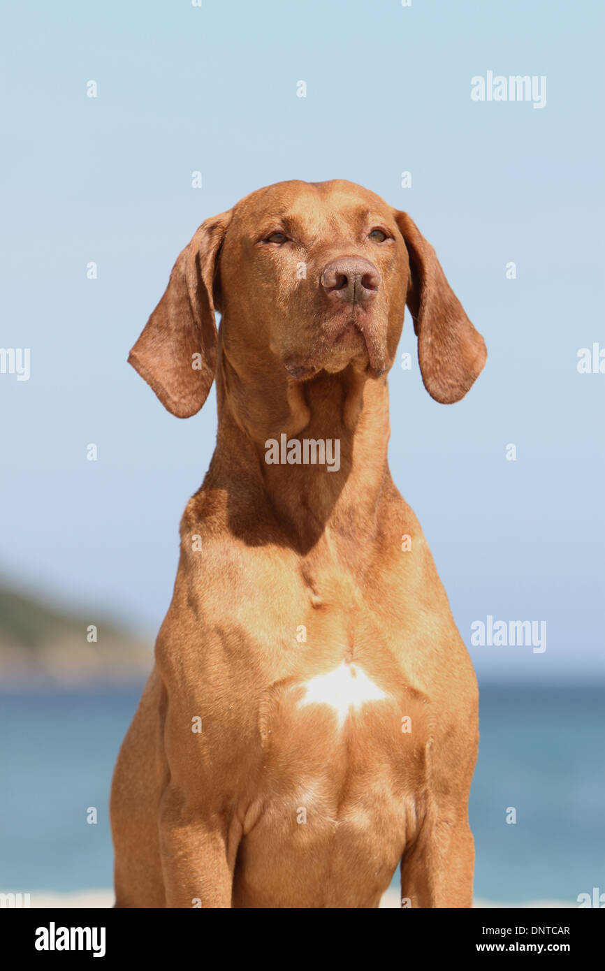 dog Magyar Vizsla / Hungarian Pointer shorthaired adult portrait Stock ...
