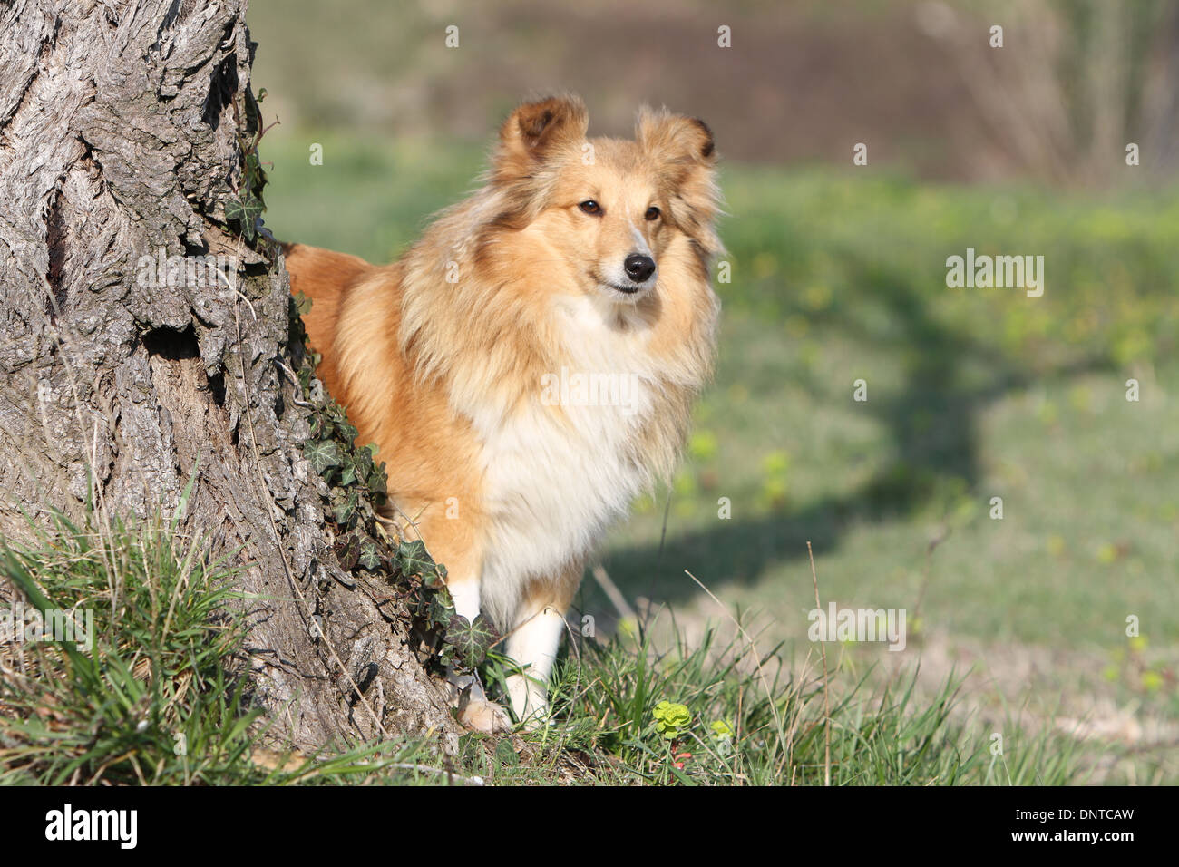 Dog Shetland Sheepdog / Sheltie / adult standing behind a tree Stock ...
