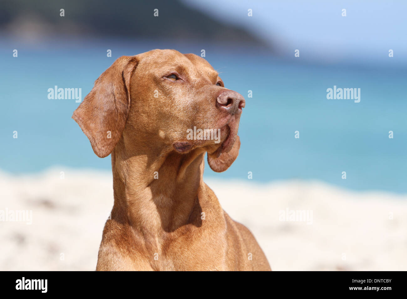 dog Magyar Vizsla / Hungarian Pointer shorthaired adult portrait Stock ...