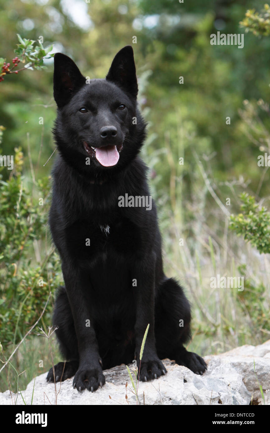 Australian kelpies hi-res stock photography and images - Alamy