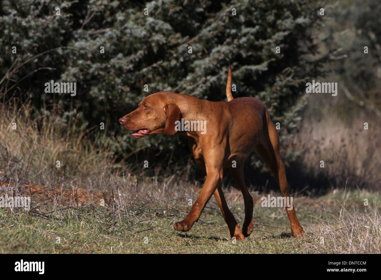 dog Magyar Vizsla / Hungarian Pointer shorthaired / adult walking in a ...