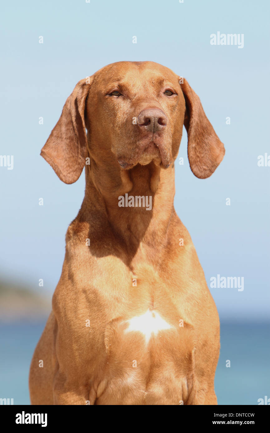 dog Magyar Vizsla / Hungarian Pointer shorthaired adult portrait Stock ...