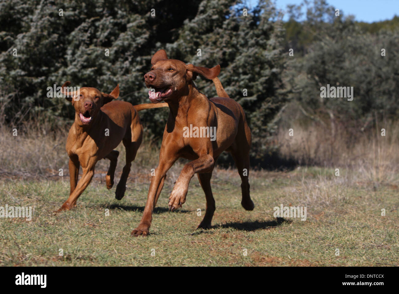 dog Magyar Vizsla / Hungarian Pointer shorthaired / two adults running ...