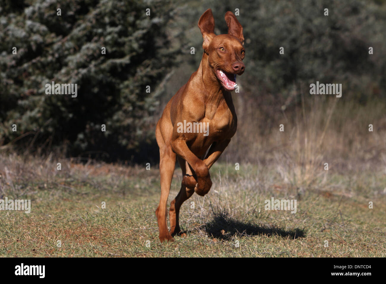 dog Magyar Vizsla / Hungarian Pointer shorthaired adult running in a ...