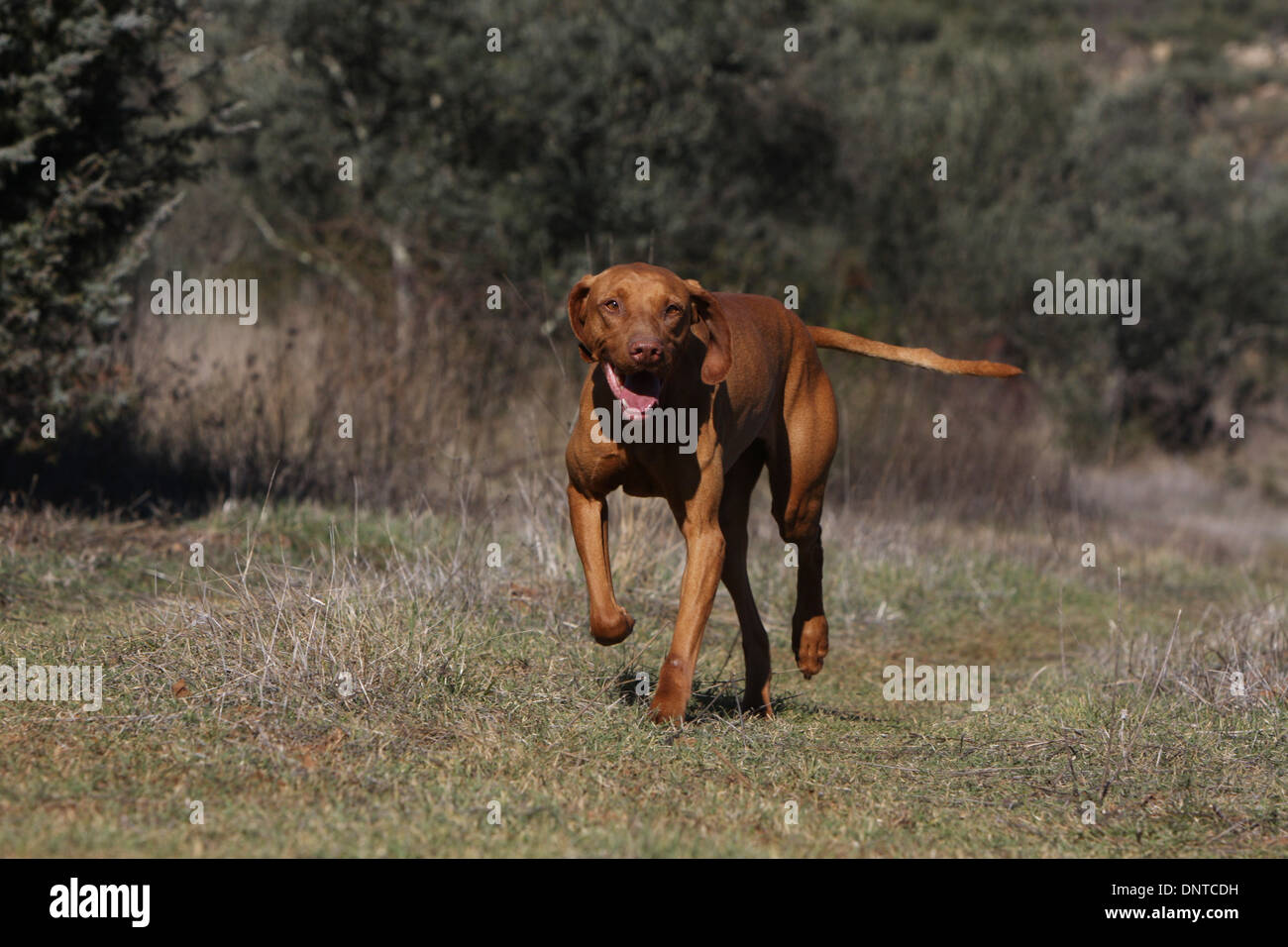 dog Magyar Vizsla / Hungarian Pointer shorthaired adult running in a ...