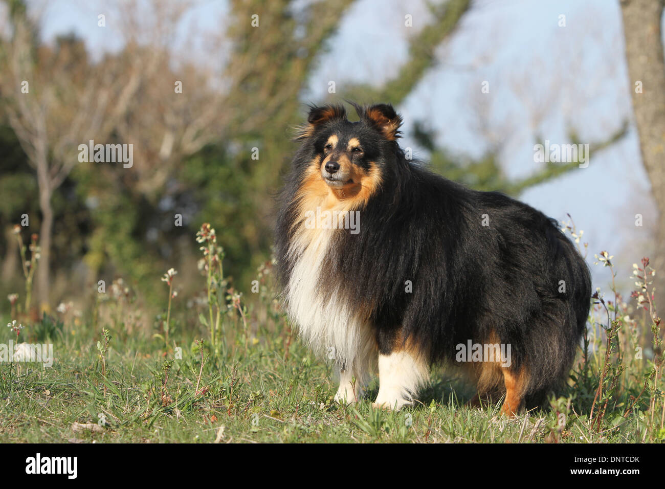 Shetland sheepdog hi-res stock photography and images - Alamy