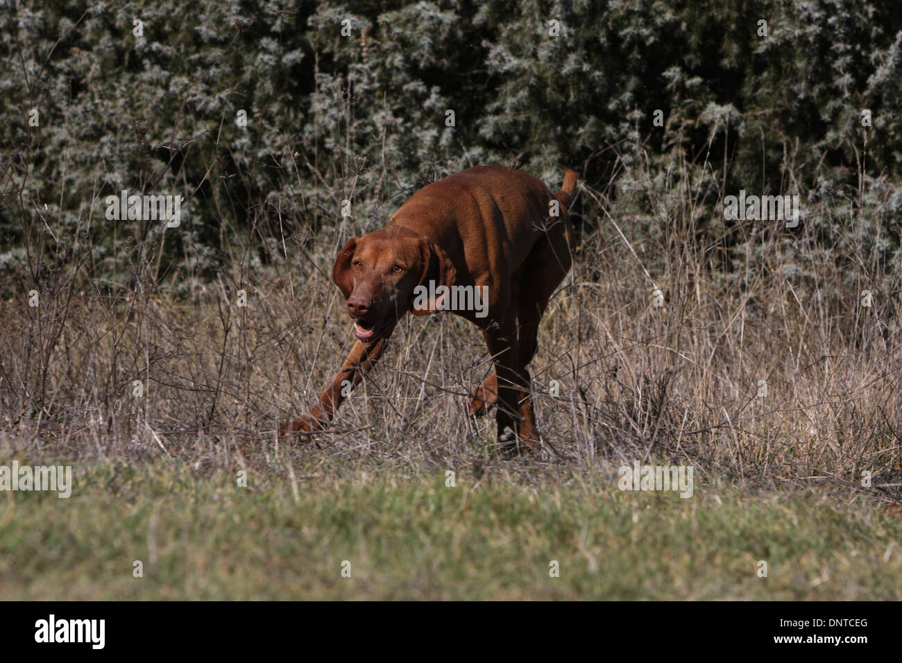 dog Magyar Vizsla / Hungarian Pointer shorthaired / adult running in a ...